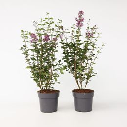 Plant in a Box - Flieder - 2 Stk - Syringa 'Bloomerang' - Höhe 55-65cm - Topf 19cm