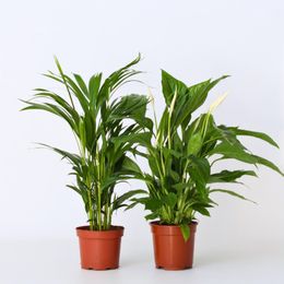 Plant in a Box - Lufreinigende Pflanzen - 2 Stk - Spathiphyllum, Dypsis - Höhe 60-75cm - Topf 17cm