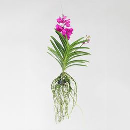 Plant in a Box - Vanda-Orchidee - Vanda 'Tayanee Cerise' - Höhe 55-65cm