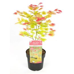 Plant in a Box - Japanischer Ahorn - Acer palmatum 'Moonrise' - Höhe 40-50cm - Topf 19cm