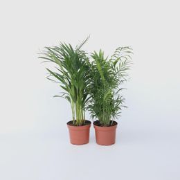 Plant in a Box - Zimmerpalmen-Mix - 2 Stk - Chamaedorea, Dypsis - Höhe 50-70cm - Topf 17cm