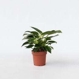 Plant in a Box - Baumfreund - Philodendron 'White Wave' - Höhe 25-40cm - Topf 12cm