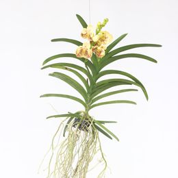 Plant in a Box - Vanda-Orchidee - Vanda 'Sunanda Yellow Henna' - Höhe 65-75cm