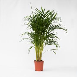 Plant in a Box - Goldfruchtpalme - Dypsis lutescens - Höhe 100-120cm - Topf 21cm