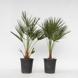 Plant in a Box - Bergpalme - 2 Stk - Chamaerops humilis - Höhe 70-80cm - Topf 21cm