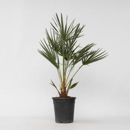 Plant in a Box - Bergpalme - Chamaerops humilis - Höhe 70-80cm - Topf 21cm