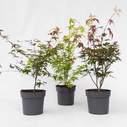 Plant in a Box - Japanischer Ahorn - 3 Stk - Acer palmatum - Höhe 60-70cm - Topf 19cm