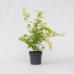 Plant in a Box - Japanischer Ahorn - Acer palmatum 'Orange Dream' - Höhe 60-70cm - Topf 19cm