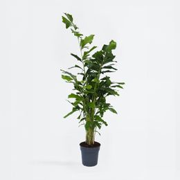 Plant in a Box - Fächerblatt-Palme - Caryota mitis - Höhe 120-130cm - Topf 27cm