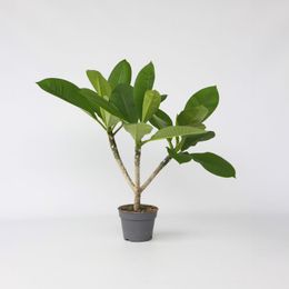 Plant in a Box - Hawaii-Palme - Plumeria rubra - Höhe 45-55cm - Topf 17cm