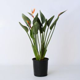 Plant in a Box - Paradiesvogelblume - Strelitzie - Strelitzia reginea - Höhe 80-100cm - Topf 27cm