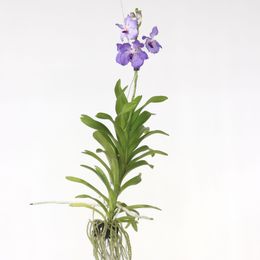 Plant in a Box - Vanda-Orchidee - Vanda 'New Blue' - Höhe 55-65cm