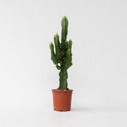 Plant in a Box - Cowboy-Kaktus - Euphorbia ingens - Höhe 50-60cm - Topf 17cm