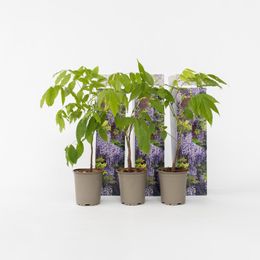 Plant in a Box - Blauregen - 6 Stk - Wisteria sinensis - Höhe 25-40cm - Topf 9cm