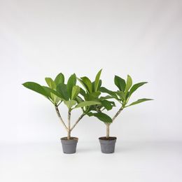 Plant in a Box - Hawaii-Palme - 2 Stk - Plumeria rubra - Höhe 45-55cm - Topf 17cm