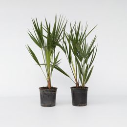 Plant in a Box - Bergpalme - 2 Stk - Chamaerops humilis - Höhe 50-60cm - Topf 15cm