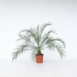 Plant in a Box - Zwergdattelpalme - Phoenix roebelenii - Höhe 80-90cm - Topf 21cm