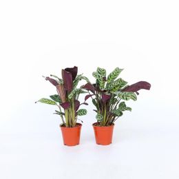 Plant in a Box - Marante - 2 Stk - Ctenanthe 'burle-marxii' - Höhe 25-40cm - Topf 12cm