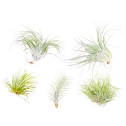 Plant in a Box - Mischung Tillandsien - 5 Stk - Tillandsia - Höhe 5-15cm - Topf 5cm