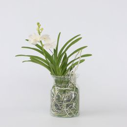 Plant in a Box - Vanda-Orchidee - Vanda 'White' - Höhe 40-50cm - Topf 14cm