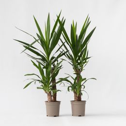 Plant in a Box - Palmlilie - 2 Stk - Yucca elephantipes - Höhe 70-80cm - Topf 21cm