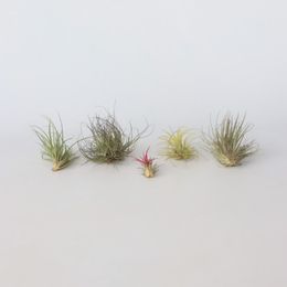 Plant in a Box - Mischung Tillandsien - 6 Stk - Tillandsia - Höhe 5-15cm - Topf 5cm