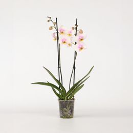 Plant in a Box - Schmetterlingsorchidee - Phalaenopsis - Höhe 50-60cm - Topf 12cm