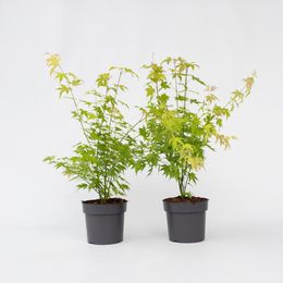 Plant in a Box - Japanischer Ahorn - 2 Stk - Acer palmatum 'Orange Dream' - Höhe 60-70cm - Topf 19cm