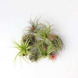 Plant in a Box - Tillandsien Luftpflanzen - 10 Stk - Tillandsia - Höhe 5-15cm - Topf 5cm