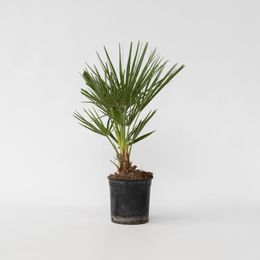 Plant in a Box - Bergpalme - Chamaerops humilis - Höhe 50-60cm - Topf 15cm