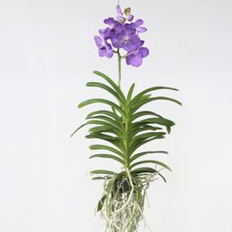 Plant in a Box - Vanda-Orchidee - Vanda 'Magic Royal Blue' - Höhe 55-65cm