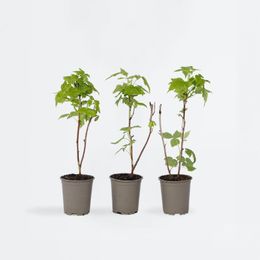 Plant in a Box - Himbeerpflanzen - 3 Stk - Rubus idaeus 'Fallgold' - Höhe 25-40cm - Topf 9cm