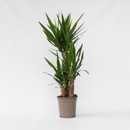 Plant in a Box - Palmlilie - Yucca elephantipes - Höhe 70-80cm - Topf 21cm