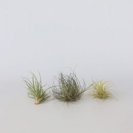 Plant in a Box - Mischung Tillandsien - 3 Stk - Tillandsia - Höhe 5-15cm - Topf 5cm