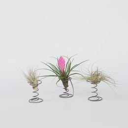 Plant in a Box - Tillandsien - 3 Stk - Tillandsia - Höhe 5-15cm - Topf 5cm