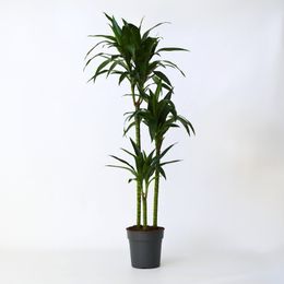 Plant in a Box - Drachenbaum - Dracaena deremensis 'Janet Craig' - Höhe 140-150cm - Topf 24cm