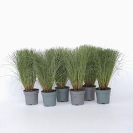 Plant in a Box - Neuseeland-Segge - 6 Stk - Carex 'Amazon Mist' - Höhe 15-25cm - Topf 11cm