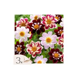 Plant in a Box - Dahlien - 3er Set - Dahlia 'Favorite ballet - Dahlienknollen - Mehrfarbig