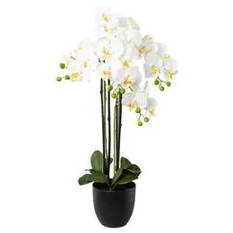 Kunstorchidee Creativ green "Phalaenopsis im Resintopf", weiß, H:83cm, Obermaterial: 100% Polyethylen, Kunstpflanzen, mit Real-Touch-Blüten