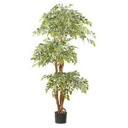 Kunstpflanze Creativ green "Ficus benjamina", grün (grünweiß), H:165cm, Kunststoff, Kunstpflanzen, mit Naturstamm