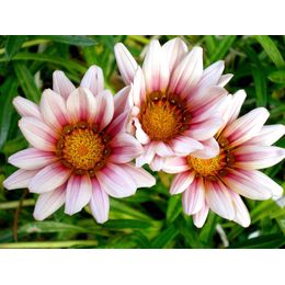 papermoon Fototapete "Afrikanische Gazania Blumen", B/L: 3mm x 2,23mm, Bahnen: 6 Stk. St., bunt, Wohnzimmer, Tapeten