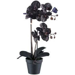 Kunstorchidee Bruno Banani, H:53cm, schwarz, Kunststoff, Kunstpflanzen, "Orchidee Phalaenopsis", mit real-touch-Blüten