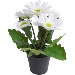 Kunstblume BOTANIC-HAUS, B:24cm H:26cm T:24cm Ø:24cm, beige, Kunststoff, Kunstpflanzen, "Gerbera mit 5 Blüten"