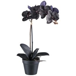 Kunstorchidee Bruno Banani, H:48cm, schwarz, Kunststoff, Kunstpflanzen, "Orchidee Phalaenopsis", mit real-touch-Blüten