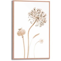 Poster Reinders, B:20cm H:30cm T:1,6cm, beige, MDF, Wohnzimmer, Bilder, "Trockenblumen"