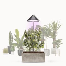 Parus by Venso VENSO LED Pflanzenlampe Vollspektrum CANNA SUNLiTE, 30W Parus Grow Light, Ausziehbarer Teleskopstab bis 170cm, Ideal f&uuml;r 1-2 Cannabis Pflanzen, Indoor Anzucht, 4000K, IP54, EU-Stecker