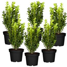 toom Buchsbaum 6er-Set, 9 cm Topf