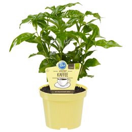 blu Bio-Kaffee 12 cm Topf