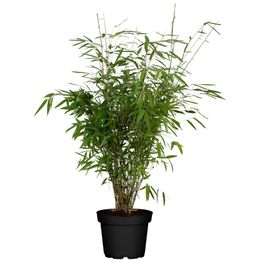 toom Schirmbambus 23 cm Topf