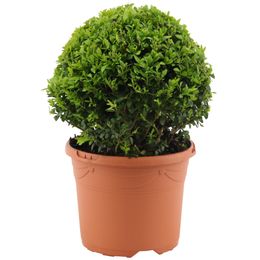 Buchsbaum-Kugel Ø 20 cm, 17 cm Topf